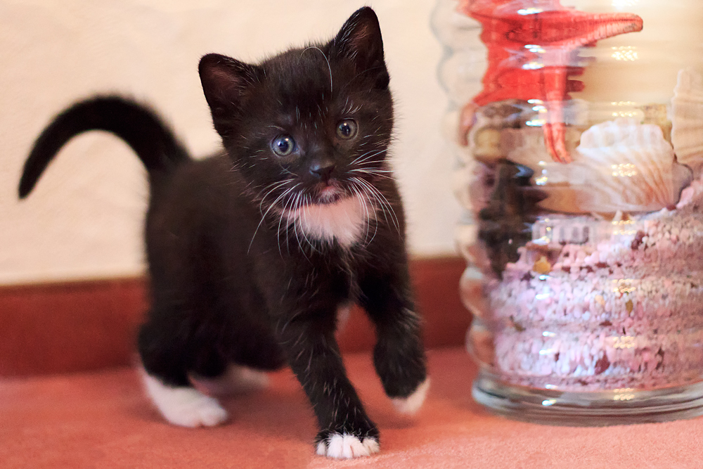 Aus einer Katzenfamilie 2 Foto & Bild | tiere, haustiere, katzen Bilder auf fotocommunity