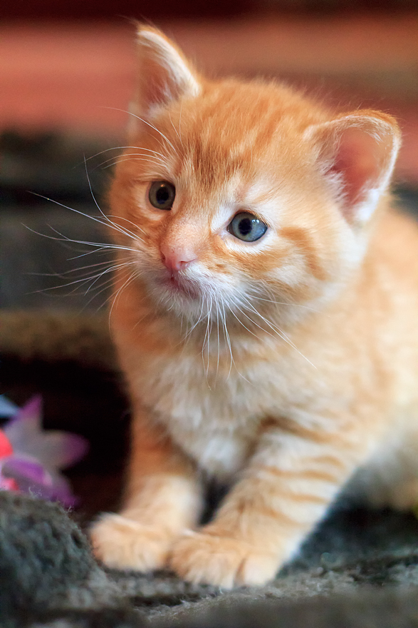Aus einer Katzenfamilie Foto & Bild | tiere, haustiere, katzen Bilder auf fotocommunity