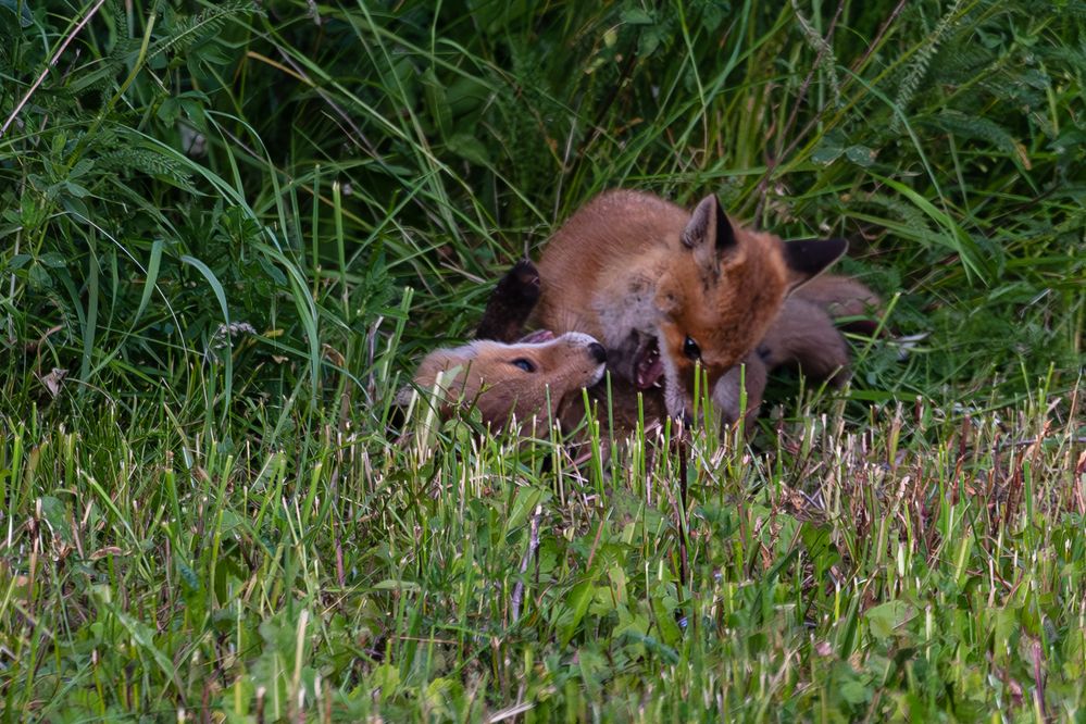 Aus Fuchsens Kindergarten Foto & Bild | tiere, tierkinder, nikon Bilder ...
