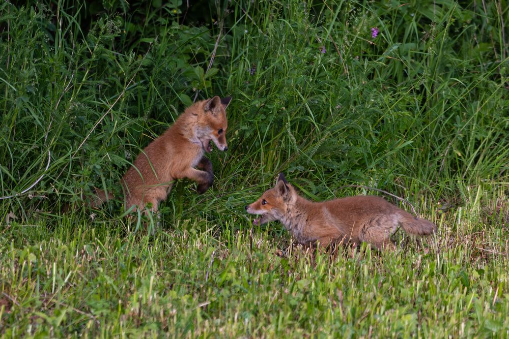 Aus Fuchsens Kindergarten Foto & Bild | tiere, tierkinder, fotos Bilder ...