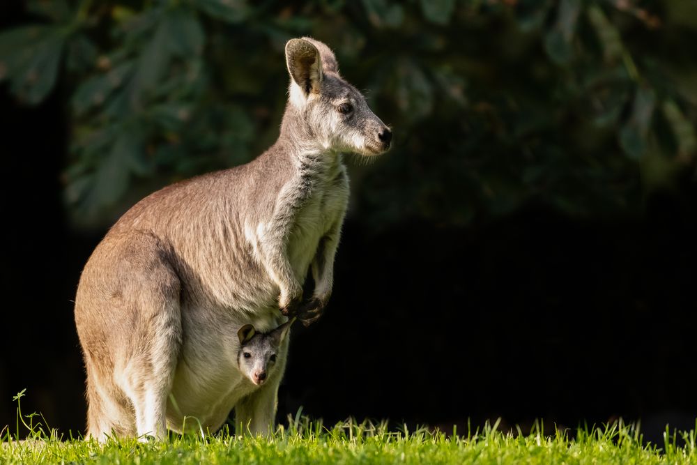 Aus Mamas Beutel... Foto & Bild | natur, känguru, zoo Bilder auf ...