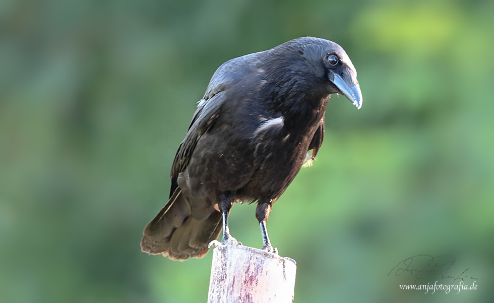 Aus Natur & Wildes Leben - der Rabe Foto & Bild | tiere, natur Bilder ...
