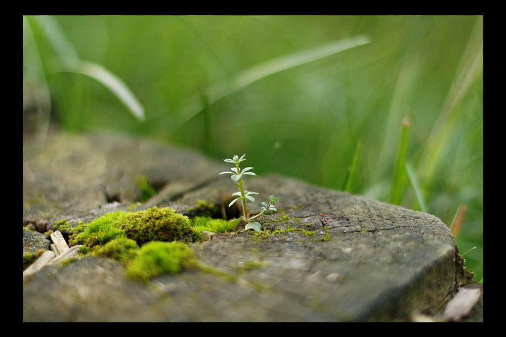 Aus Tod entsteht Leben Foto & Bild | pflanzen, pilze & flechten, natur ... Aus Tod entsteht Leben Foto & Bild | pflanzen, pilze & flechten, natur ...
