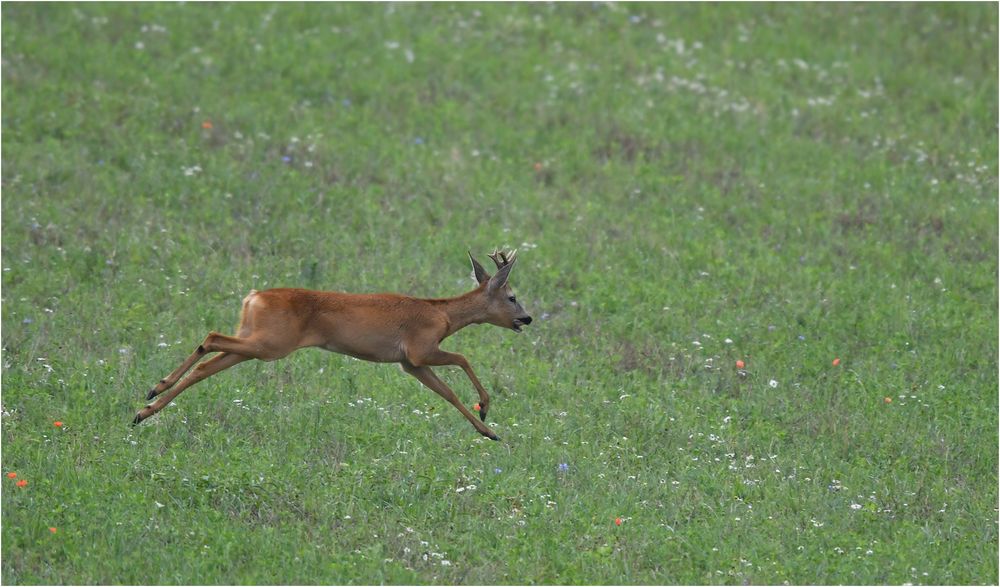 Ausdauernd Foto & Bild | tiere, wildlife, säugetiere Bilder auf ...