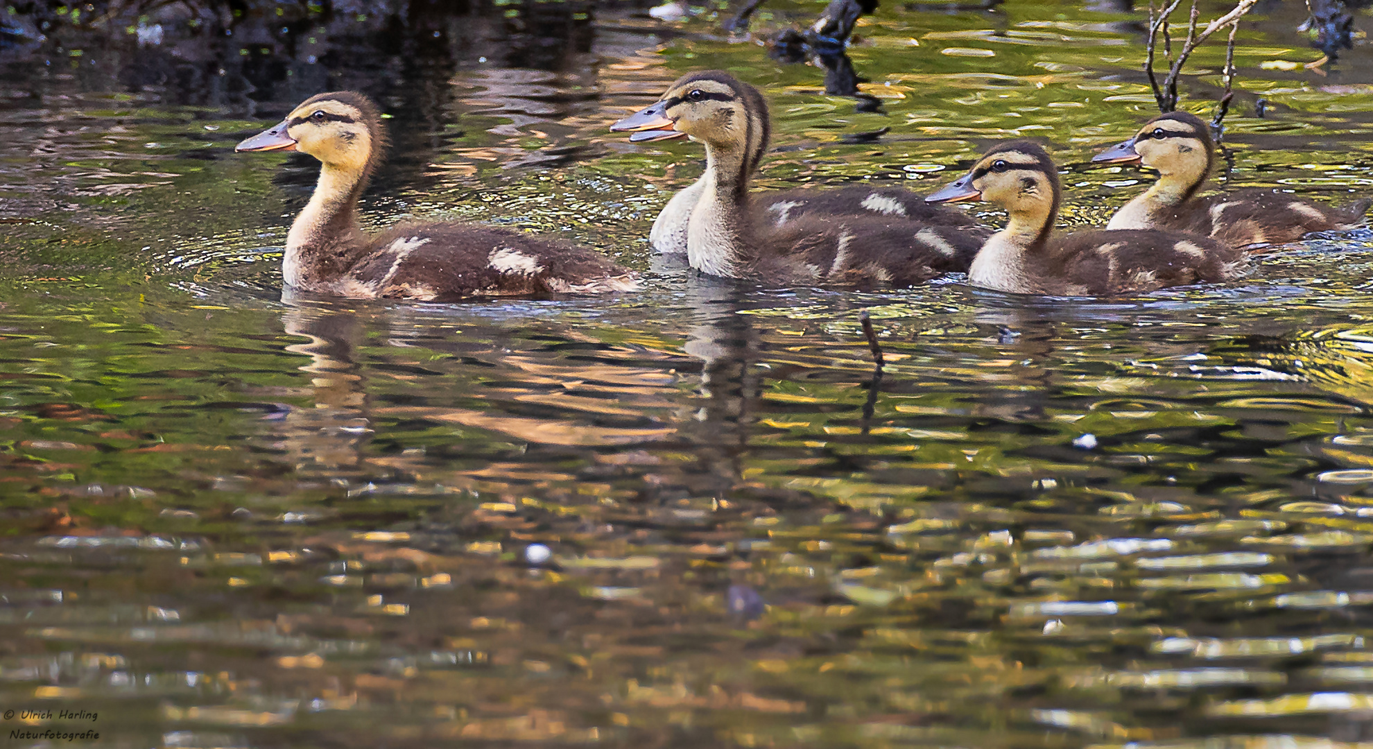 Ausflug Foto & Bild | natur, tiere, wildlife Bilder auf fotocommunity