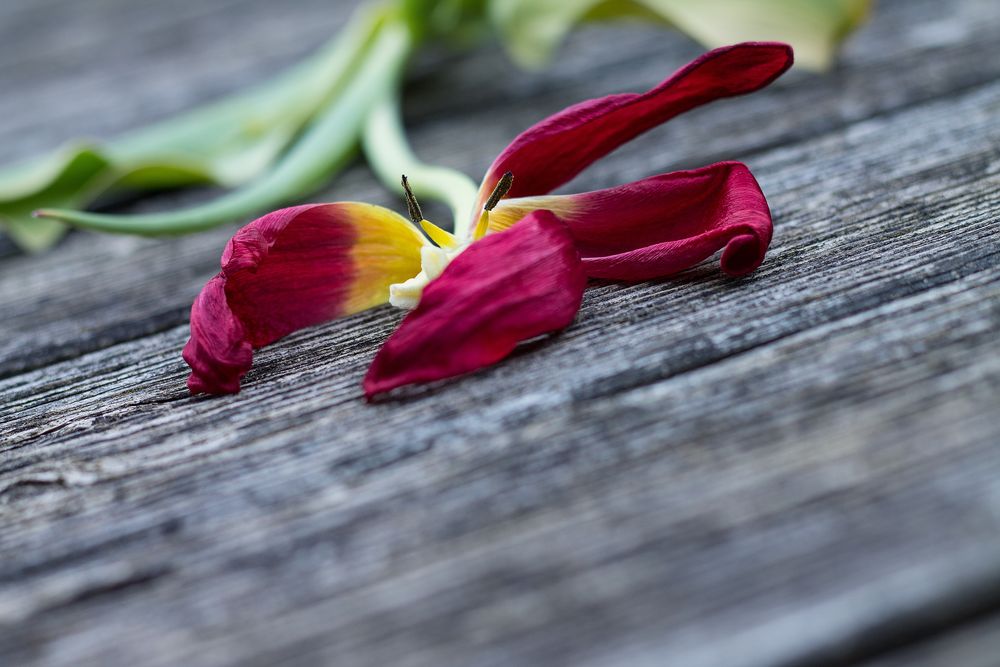 Ausgeblüht Foto & Bild | rot, makro, tulpen Bilder auf fotocommunity