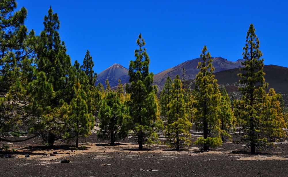 Ausgedehnte Wälder im unteren Bereich des Teide NP Foto & Bild | europe ...