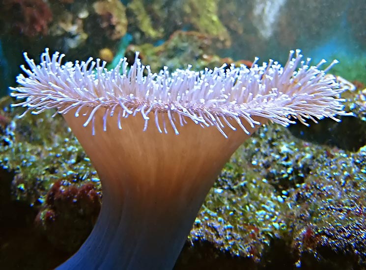 ausgefranste Tröte ? Foto & Bild | tiere, natur Bilder auf fotocommunity