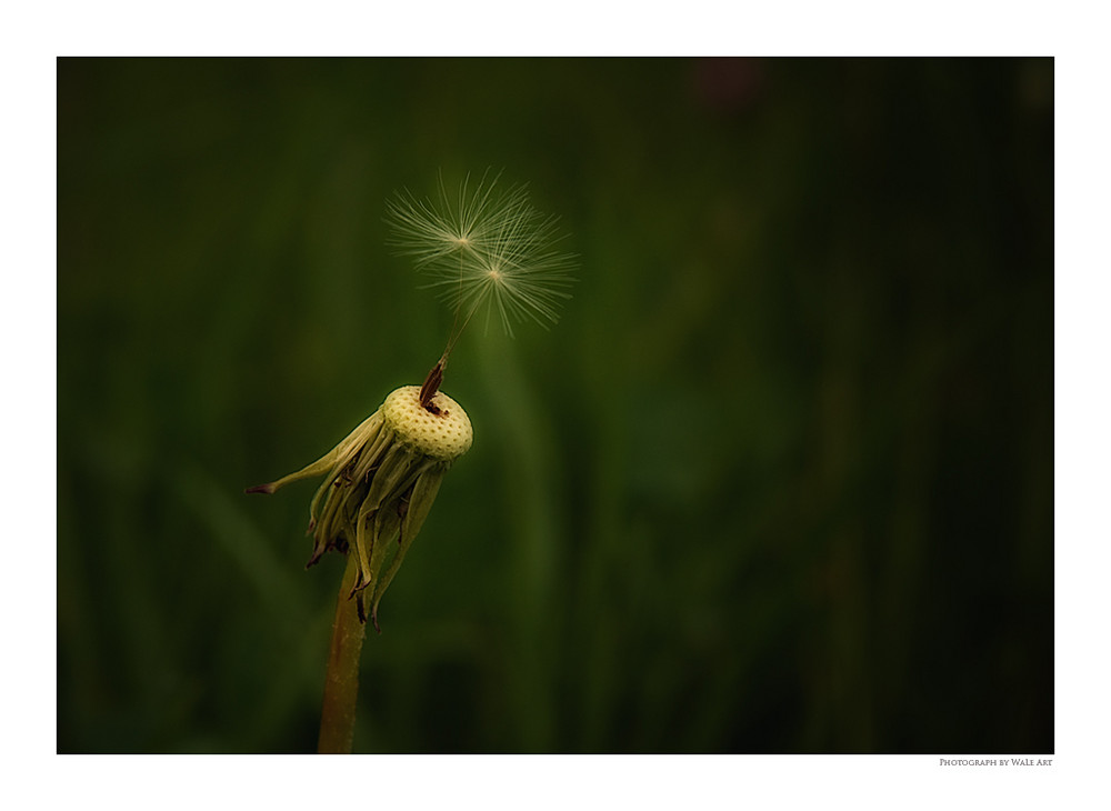 Ausgepustet Foto & Bild | archiv projekte naturchannel, naturprojekte ...