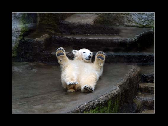 Ausgerutscht Foto & Bild | tiere, natur Bilder auf fotocommunity