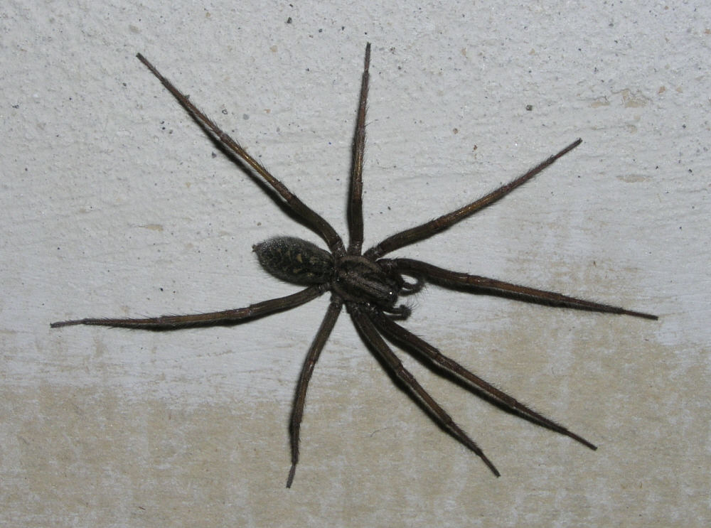 Ausgewachsene Hausspinne Foto & Bild | tiere, wildlife, spinnen Bilder ...