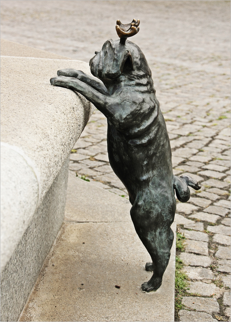 AUSGEWILDERTER WALDMOPS am Brunnen 1 Foto & Bild | world, brandenburg ...