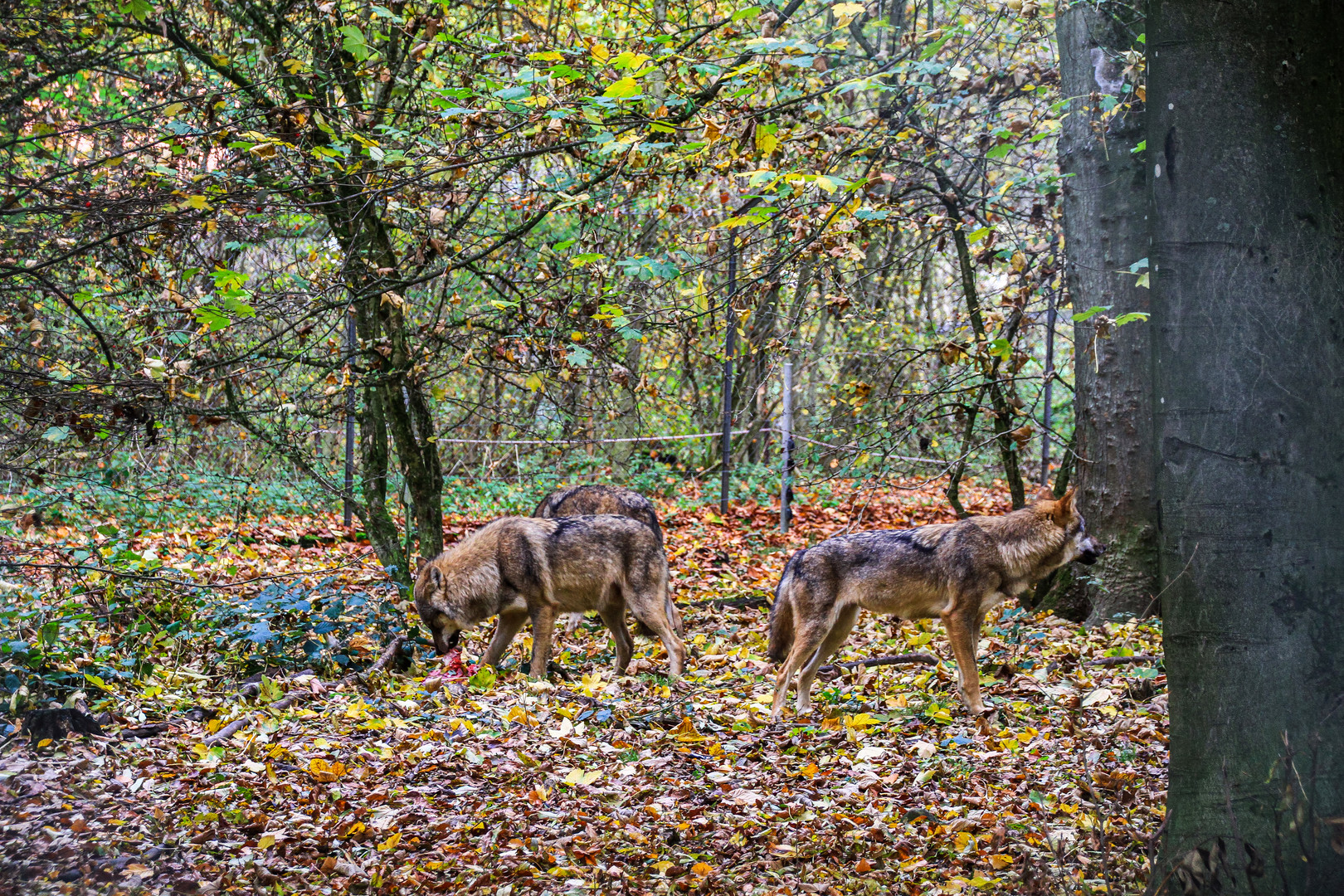 Ausgiebig haben wir.... Foto & Bild | tiere, zoo, wildpark & falknerei ...