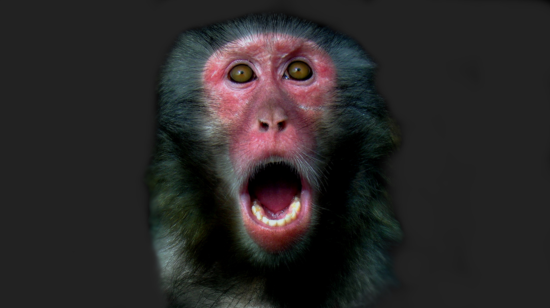 "Ausraster" Foto & Bild | natur, tiere, wildlife Bilder auf fotocommunity