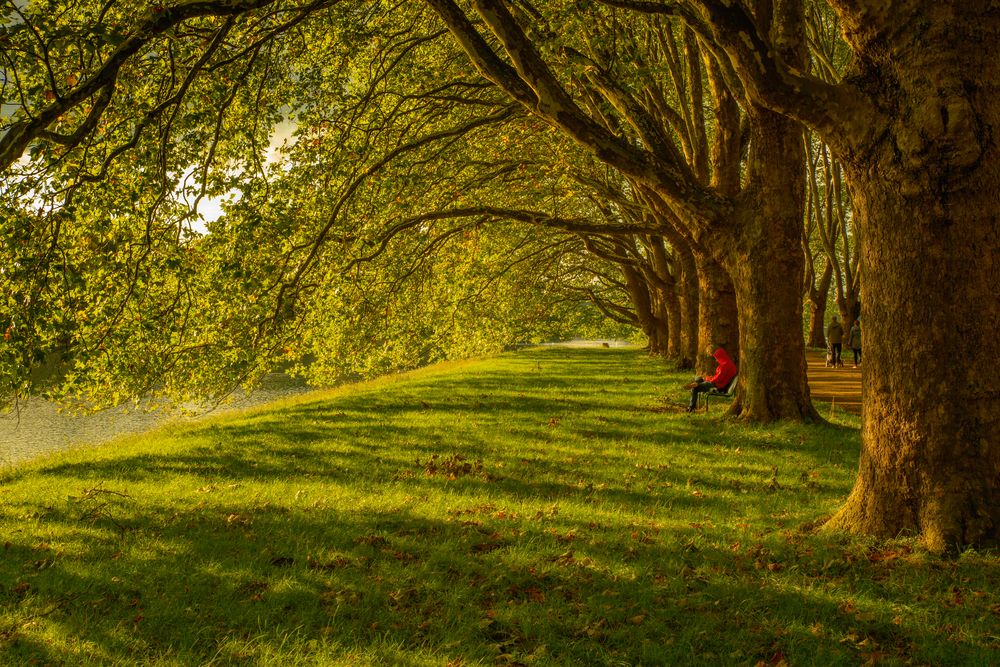 Ausruhen und den Herbst genießen, Foto & Bild | fotos, wald, wasser ...
