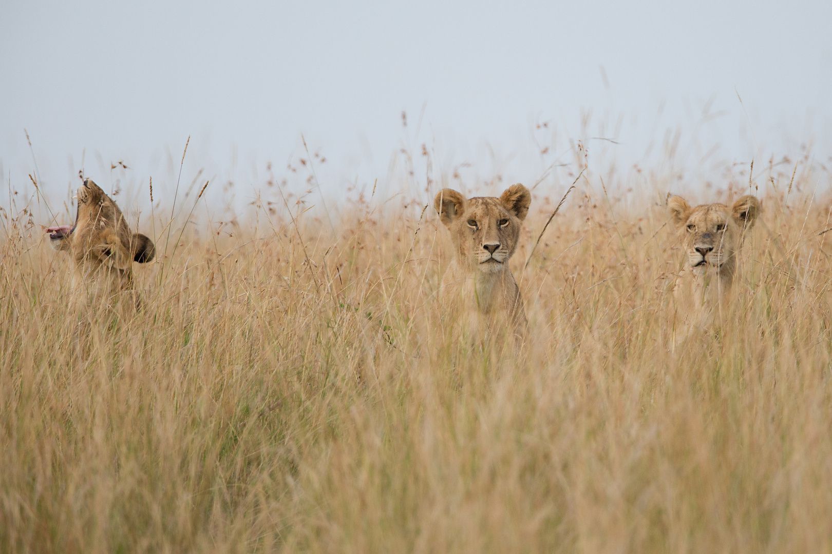 Ausschau halten ist sooooo ermüdend! Foto & Bild | world, natur, afrika Bilder auf fotocommunity