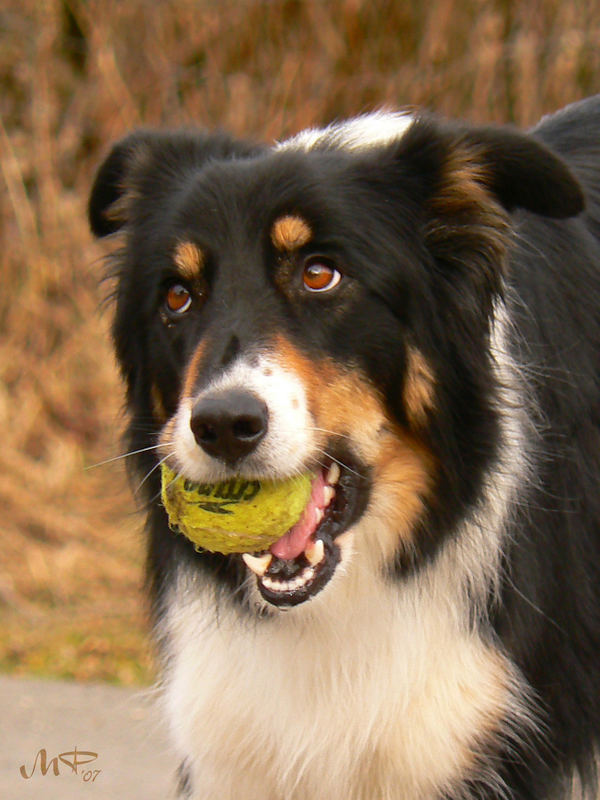 **AUSSIE** Foto & Bild | tiere, haustiere, hunde Bilder auf fotocommunity