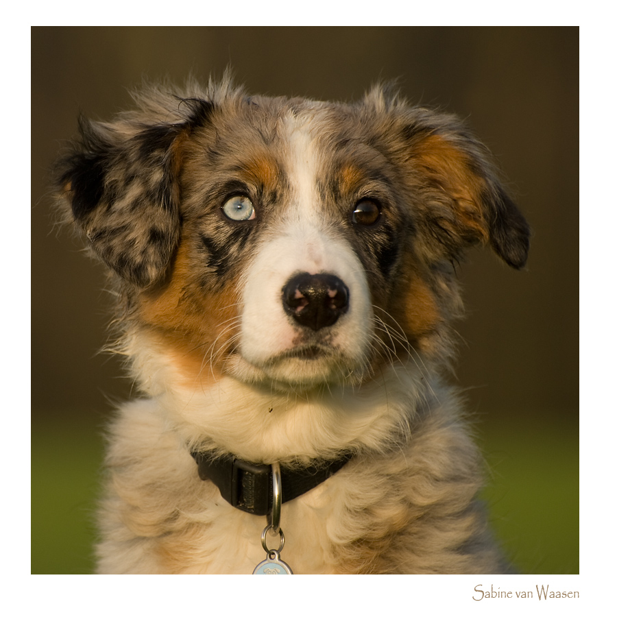 Aussie-Baby Foto & Bild | tiere, haustiere, hunde Bilder auf fotocommunity