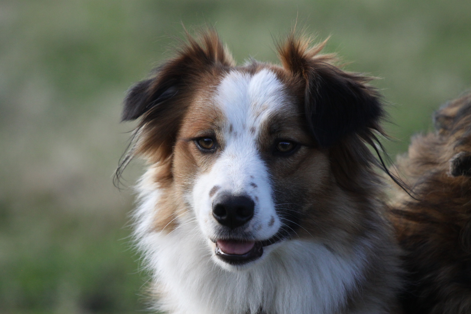 Aussie-Border-Mix Foto & Bild | tiere, haustiere, hunde Bilder auf ...