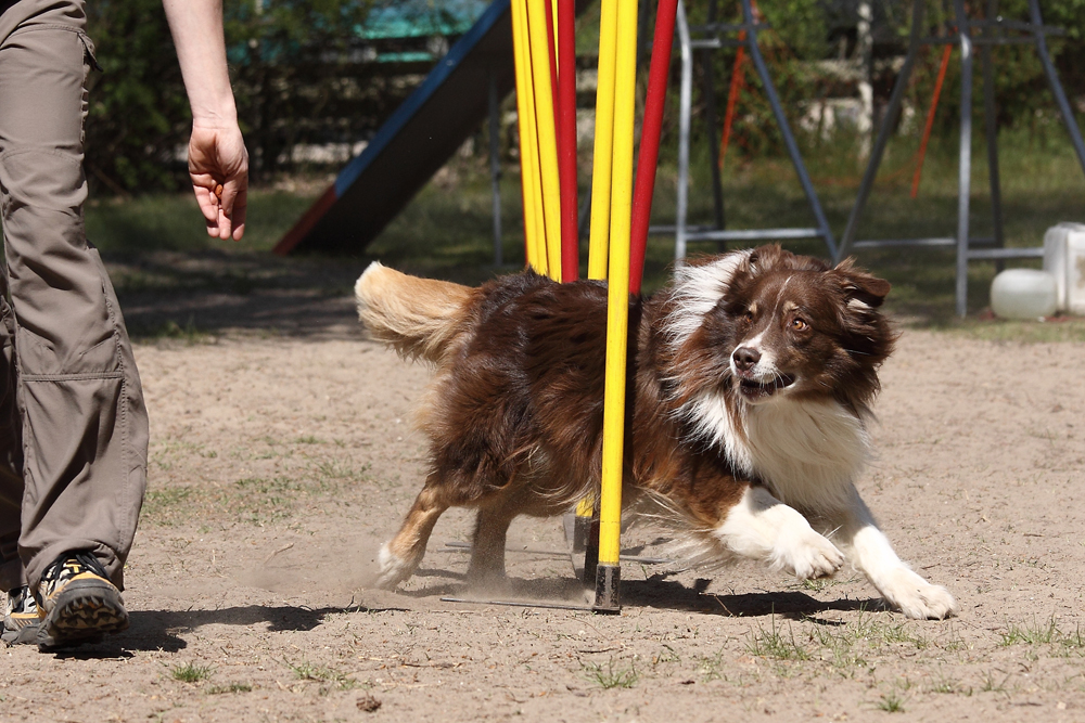 Aussie Jack im Slalom Foto & Bild | tiere, haustiere, hunde Bilder auf ...