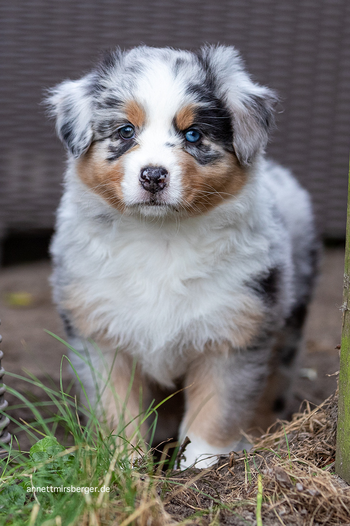 Aussiebaby Foto & Bild | hunde, aussie, natur Bilder auf fotocommunity