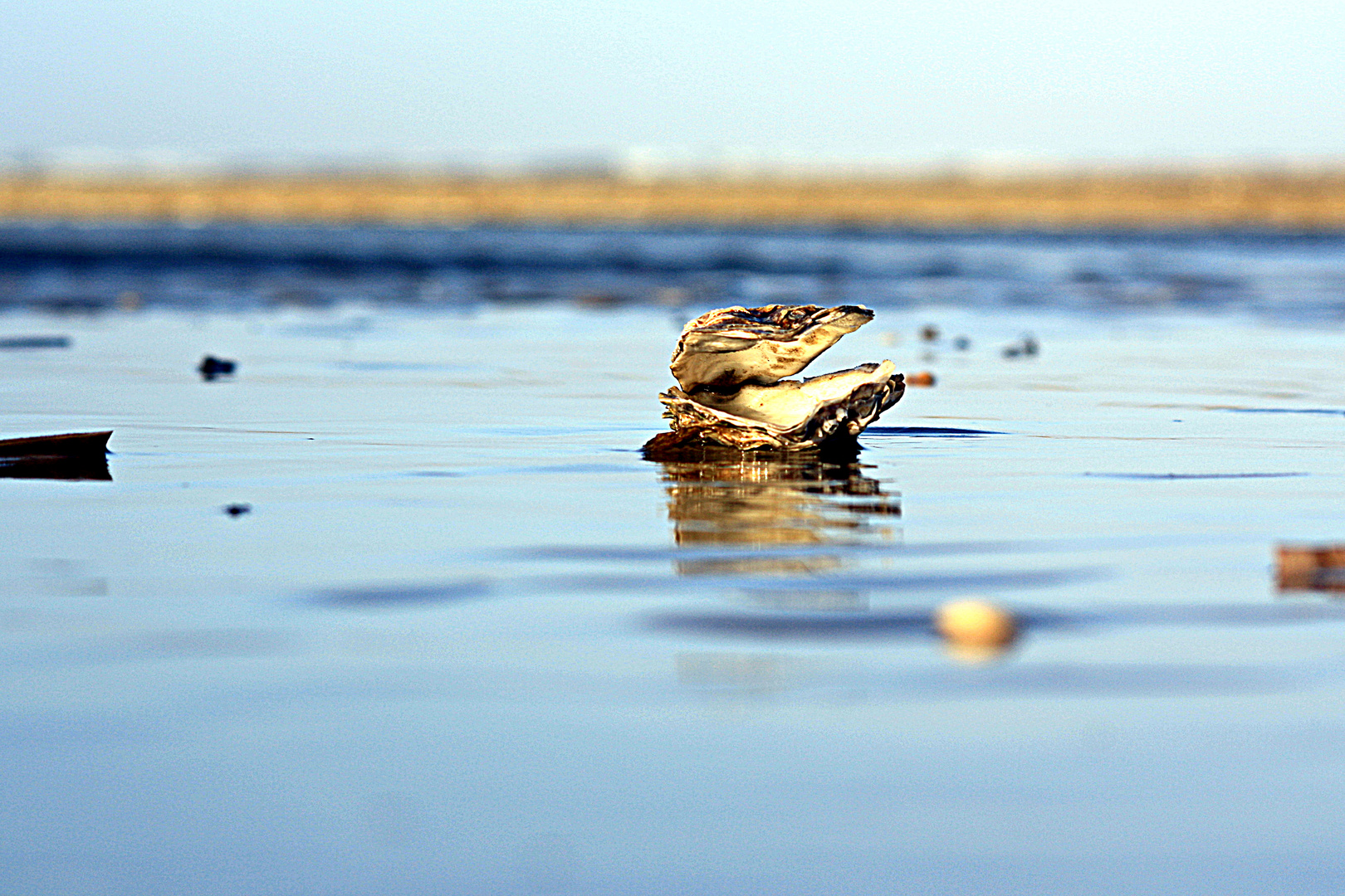 Auster am Sylter Strand Foto & Bild | archiv projekte naturchannel ...