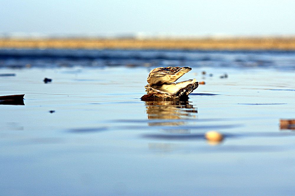Auster am Sylter Strand Foto & Bild | archiv projekte naturchannel ...