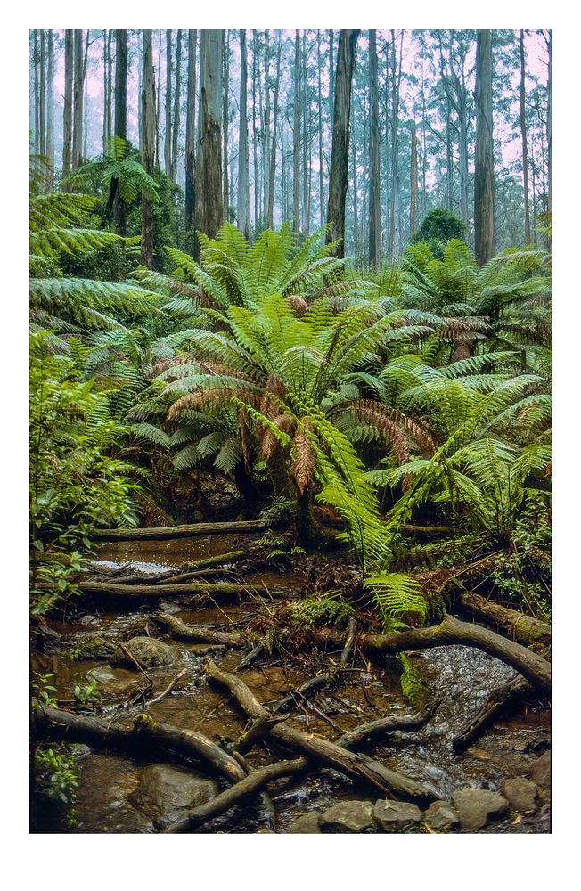 Australia No. 15 Cold Rain Forrest / Victoria Foto & Bild | australia ...