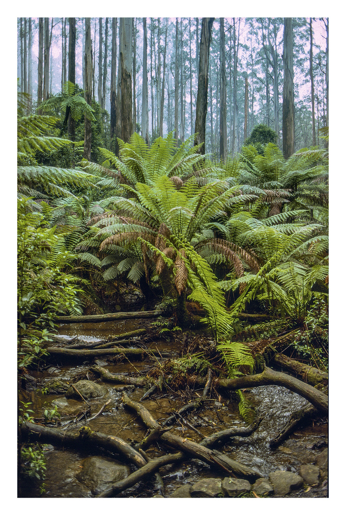 Australia No. 15 Cold Rain Forrest / Victoria Foto & Bild | australia ...