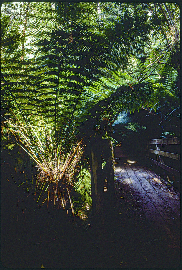 Australia No.7 Fern Tree in Cold Rain Forest / Victoria Foto & Bild ...