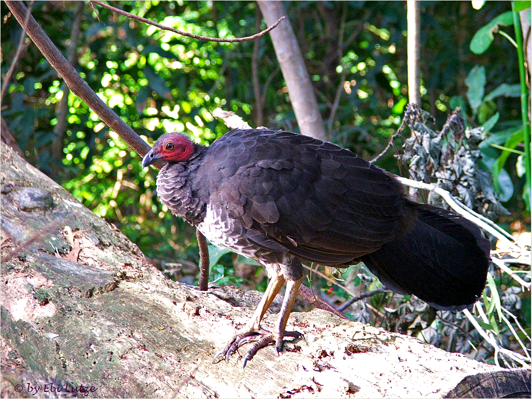 Australian Bush Turkey / Brush Turkey *** Foto & Bild | australia ...
