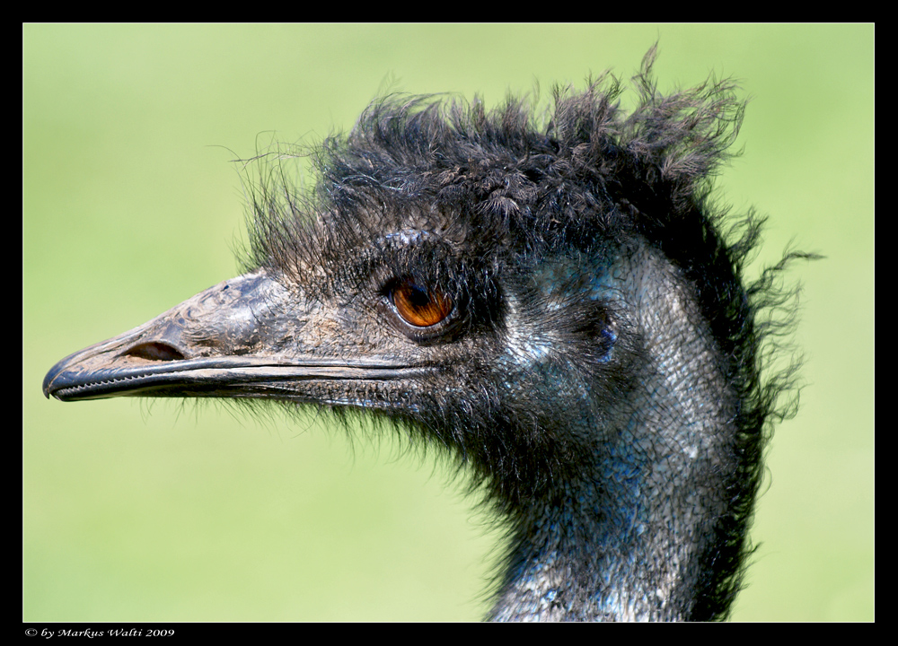 "Australian Gigolo" Foto & Bild | tiere, zoo, wildpark & falknerei ...