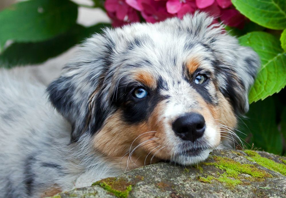 Australian Shepherd Foto & Bild | tiere, haustiere, hunde Bilder auf ...