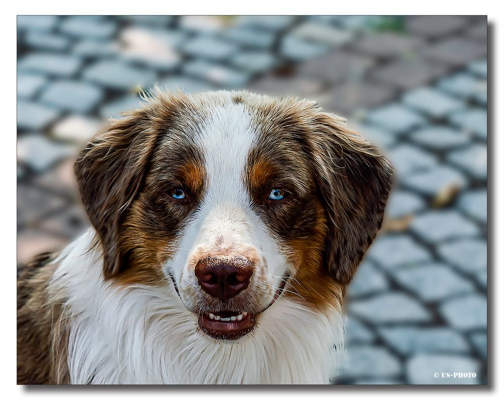 Australian Shepherd Foto & Bild | hunde, natur, tiere Bilder auf ...