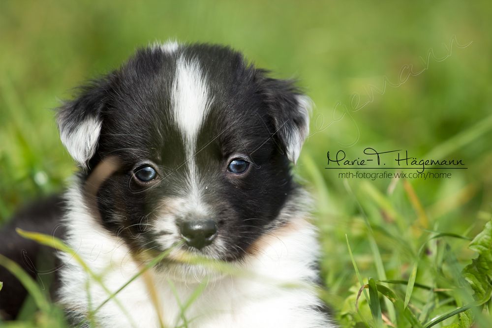 Australian Shepherd-Schäferhund Mix Welpen Foto & Bild | tiere, haustiere, hunde Bilder auf ...