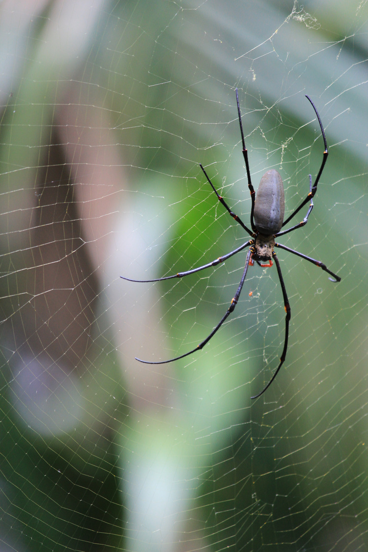 Australiens grosse Spinne Foto & Bild | tiere, wildlife, spinnen Bilder ...