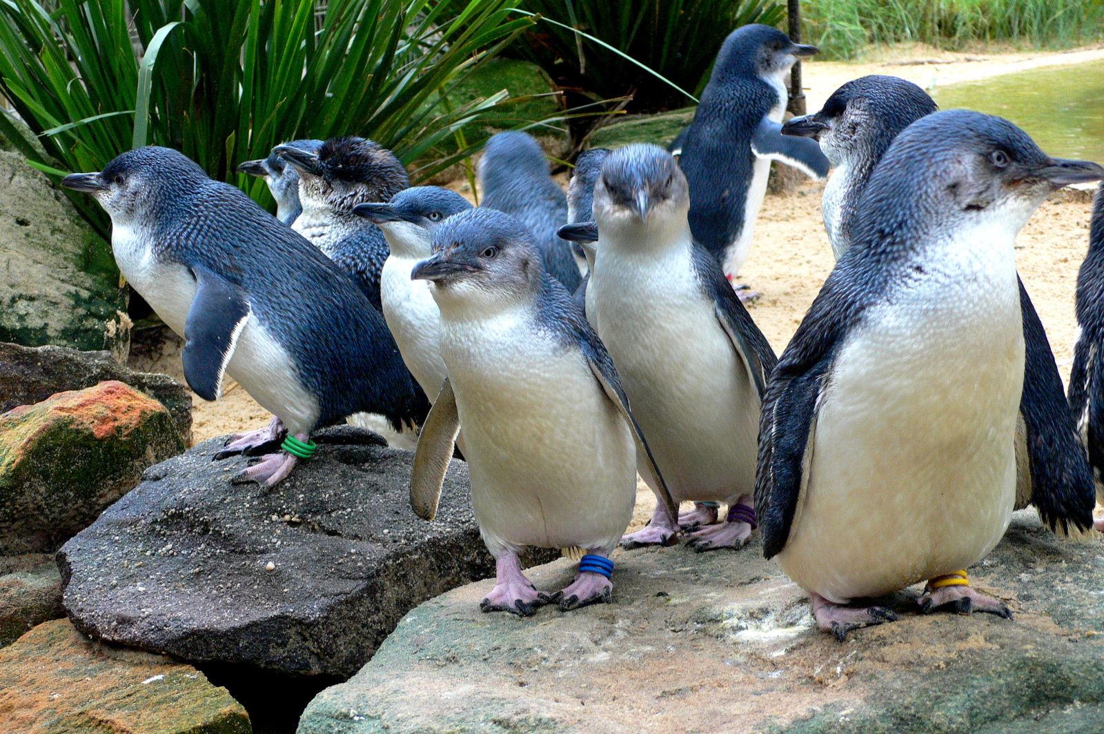 Australische Pinguine im Featherdale Wildlife Park Foto & Bild | on the ...