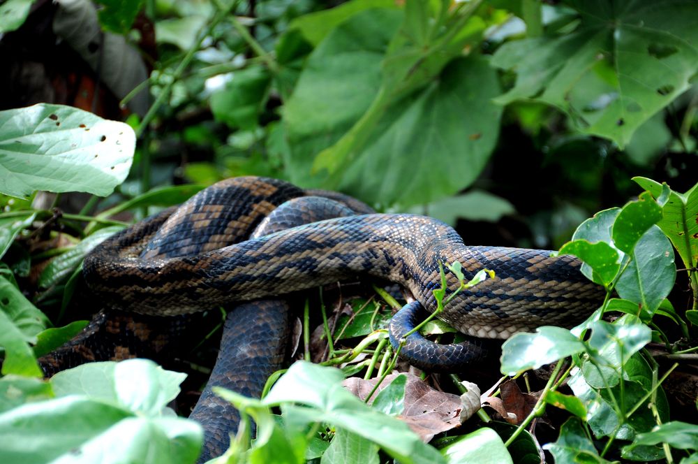 Australischer Amethystpython (Morelia kinghorni) Foto & Bild ...
