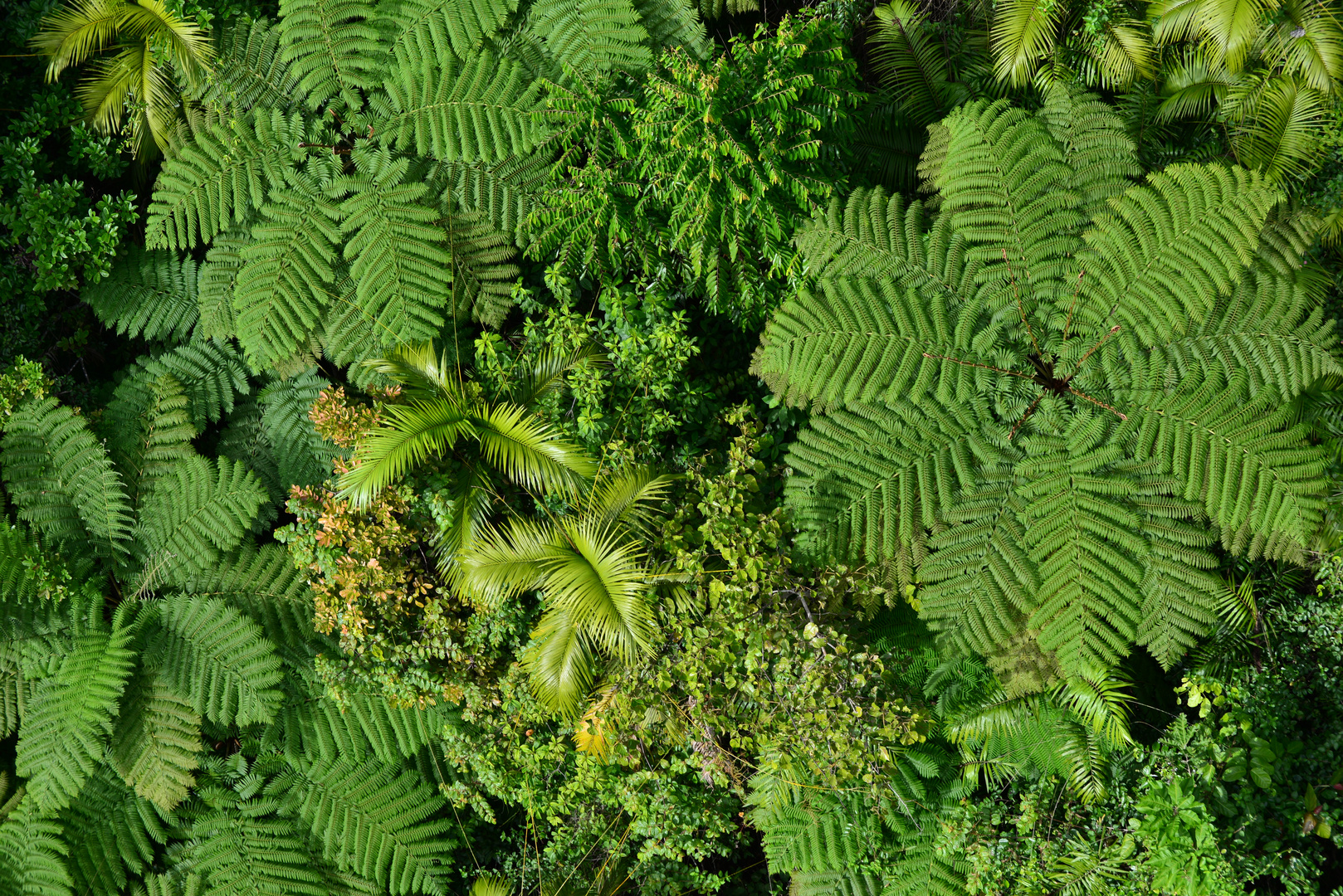 Australischer Urwald Foto & Bild | landschaft, wald, reisen Bilder auf ...