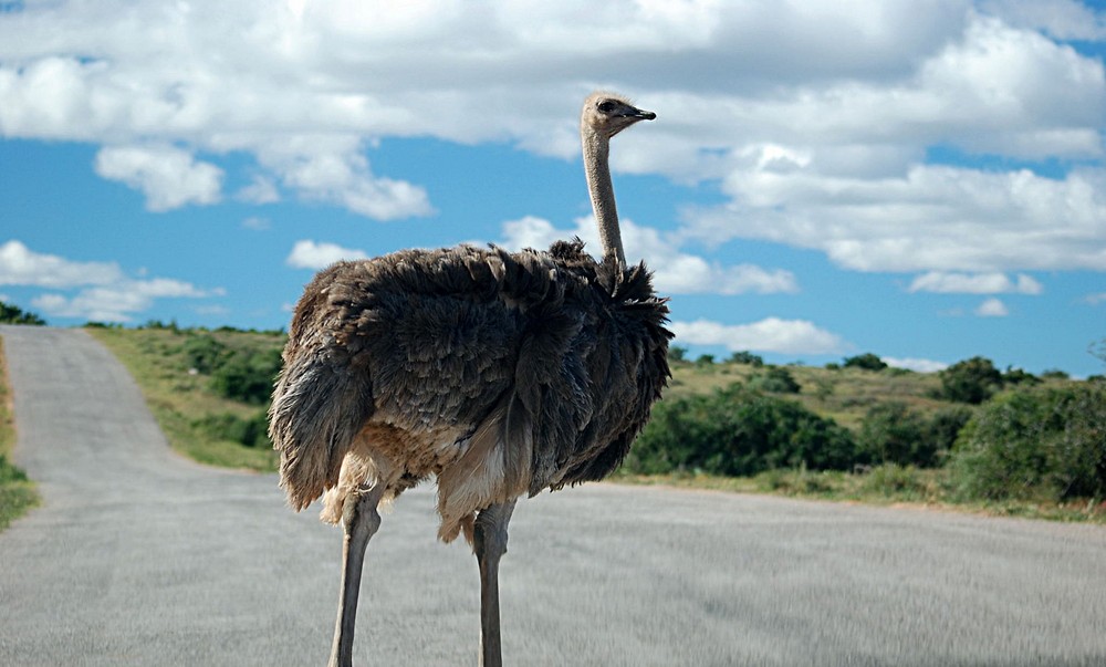 Austrich Street Foto & Bild | tiere, wildlife, wild lebende vögel ...