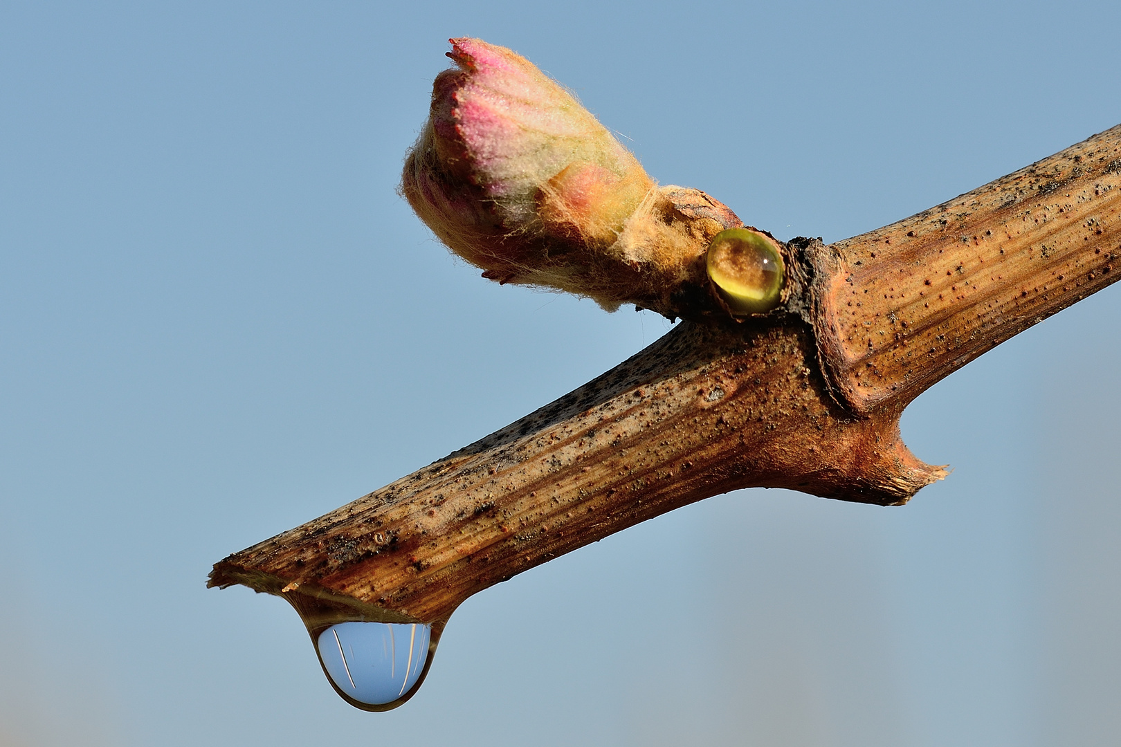Austrieb der Reben Foto & Bild | deutschland, weinberge, mosel Bilder ...
