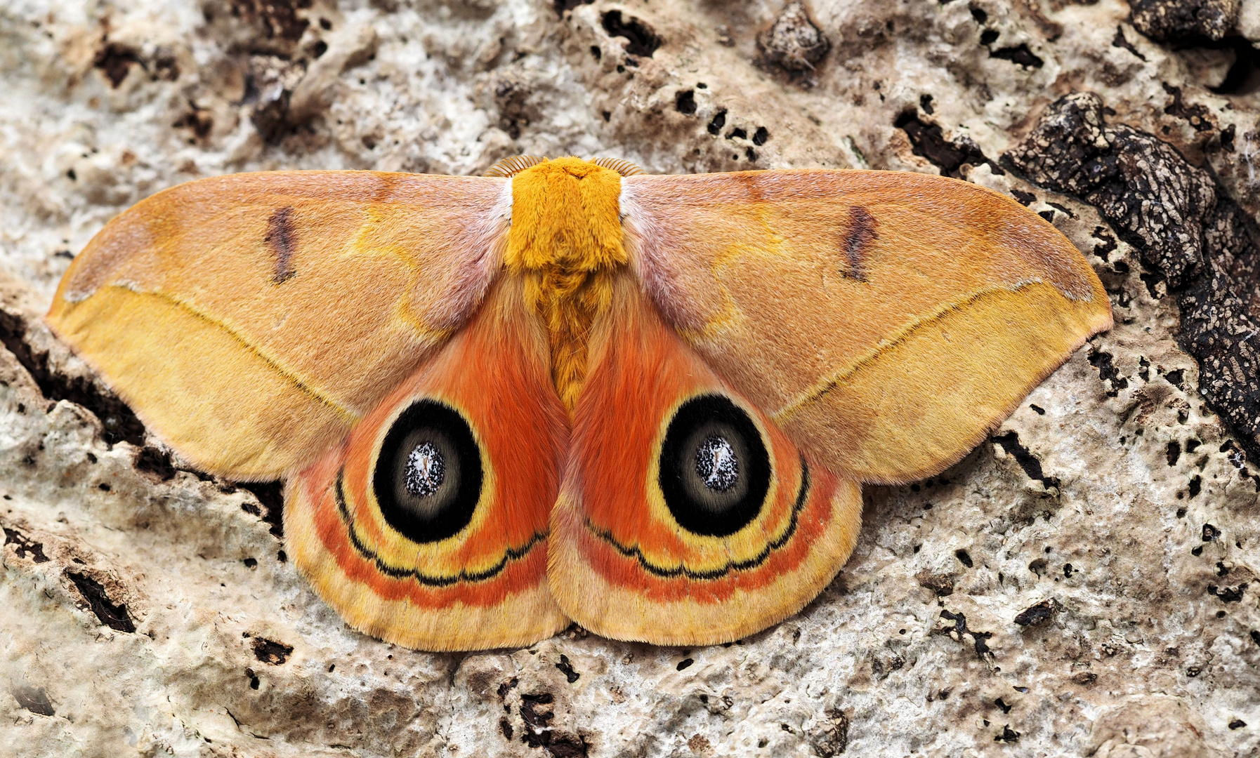 Automeris excreta Foto & Bild | fotos, makro, natur Bilder auf ...