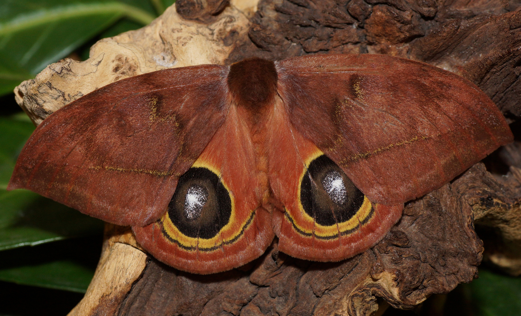 Automeris excreta Foto & Bild | tiere, wildlife, schmetterlinge Bilder ...