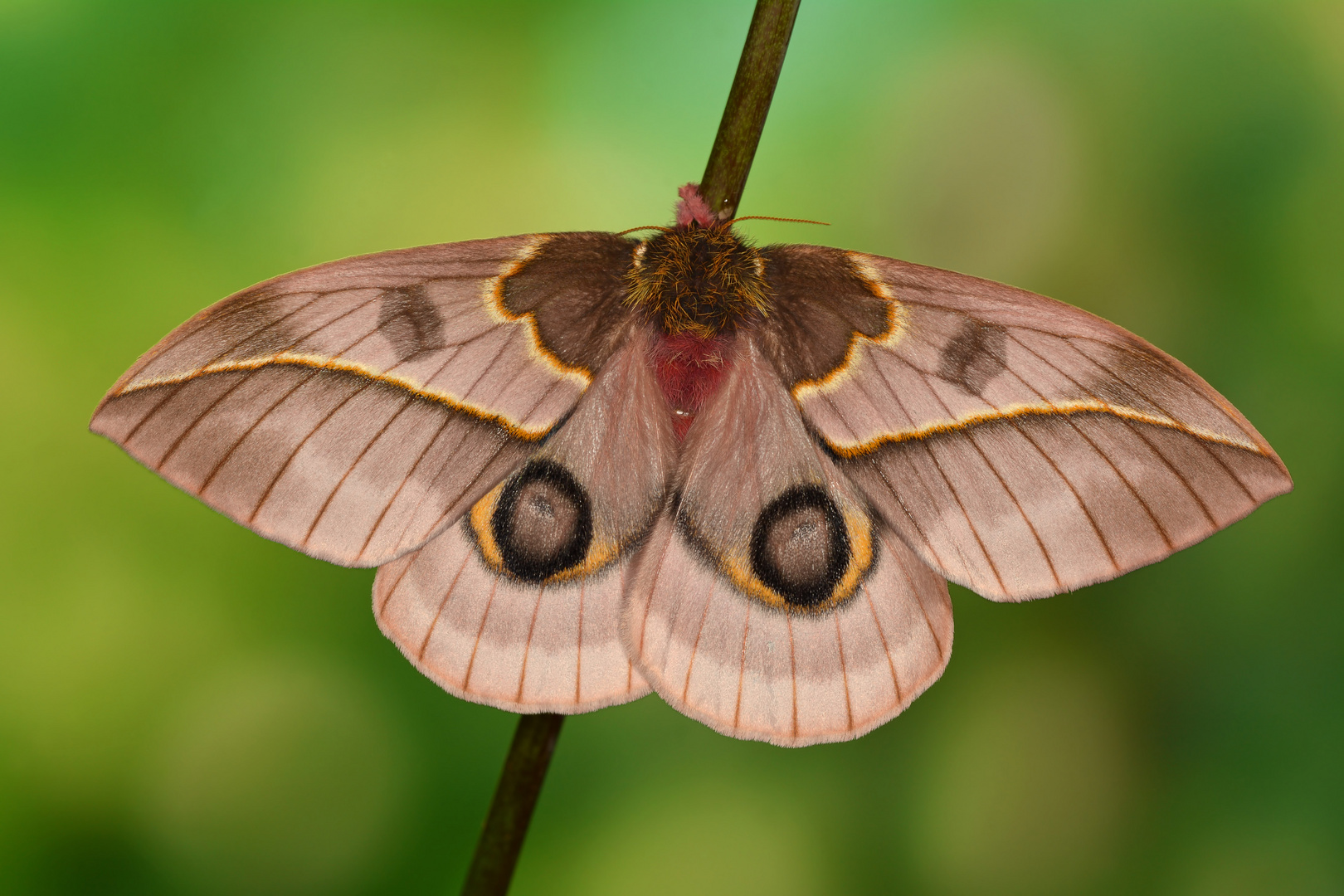 Automeris maeonia #2 Foto & Bild | natur, schmetterling, insekten ...