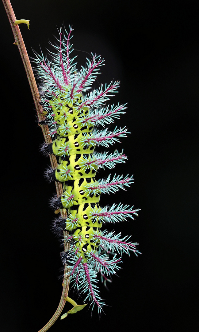 Automeris metzli Foto & Bild | fotos, natur, tiere Bilder auf fotocommunity