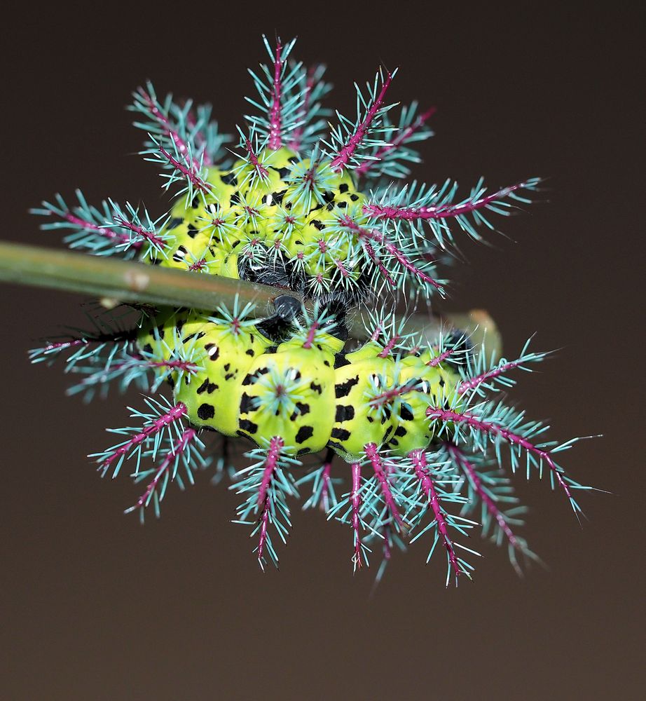 Automeris metzli Foto & Bild | fotos, natur, schmetterling Bilder auf ...