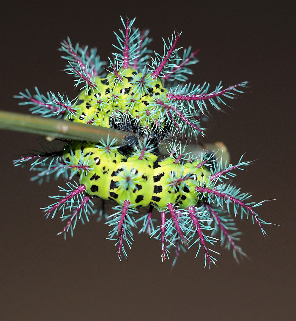 Automeris metzli Foto & Bild | fotos, natur, schmetterling Bilder auf ...