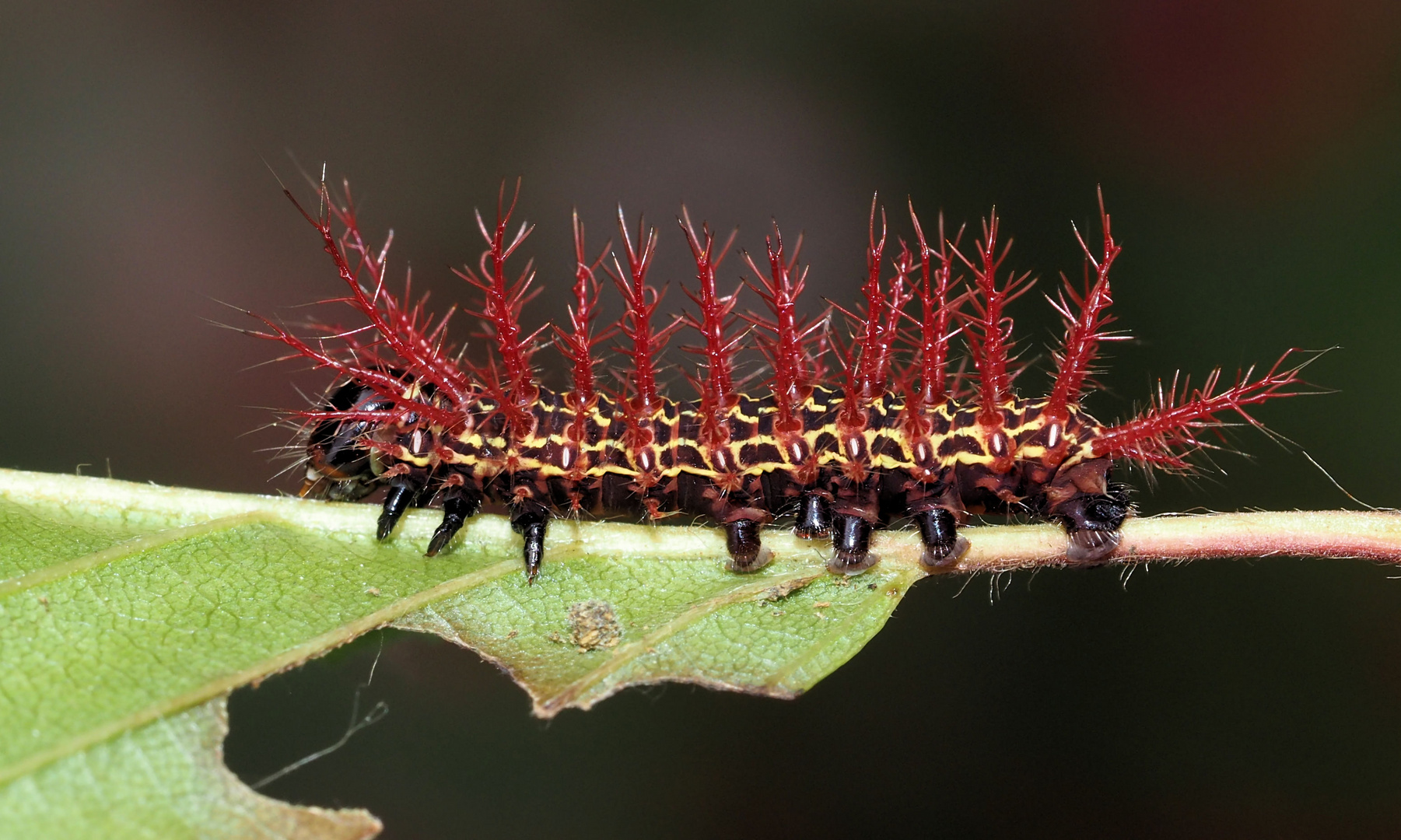Automeris metzli Foto & Bild | fotos, natur, insekt Bilder auf ...