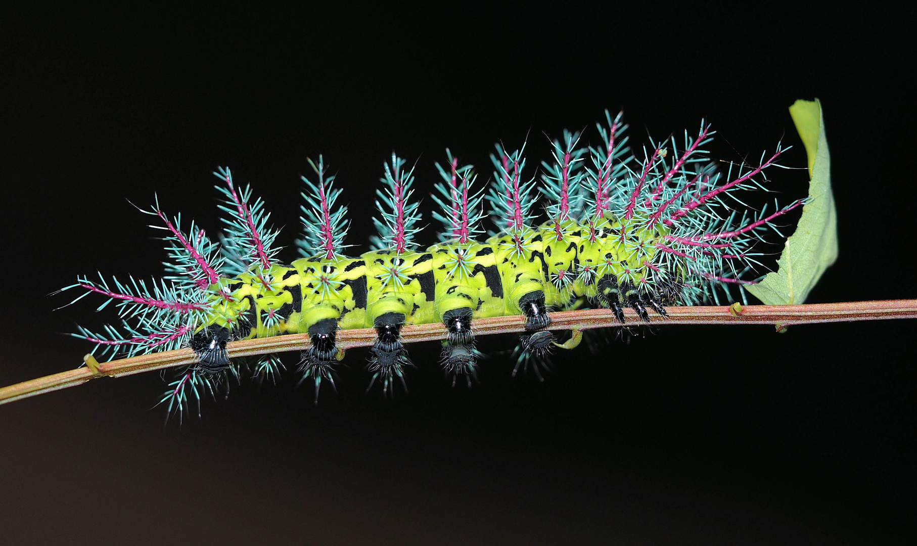 Automeris metzli Foto & Bild | makro, natur, insekten Bilder auf ...