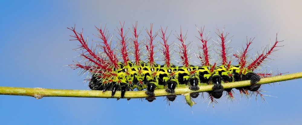 Automeris metzli Foto & Bild | fotos, natur, insekt Bilder auf ...